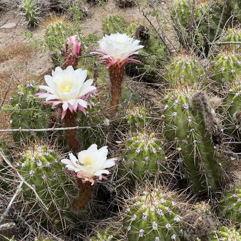 40 Trichocereus Varieties: Identification and Care Guide | Succulent Alley