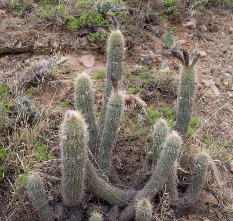 40 Trichocereus Varieties: Identification and Care Guide | Succulent Alley