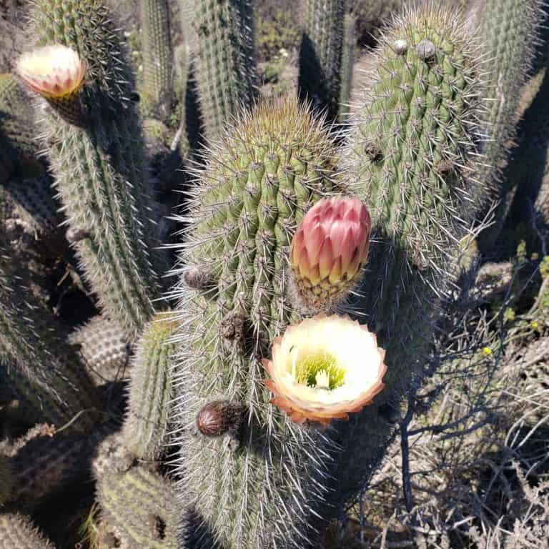 40 Trichocereus Varieties: Identification and Care Guide | Succulent Alley