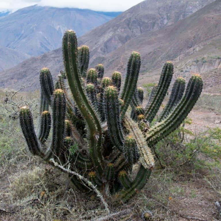 40 Trichocereus Varieties: Identification and Care Guide | Succulent Alley
