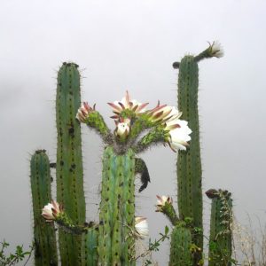 40 Trichocereus Varieties: Identification and Care Guide | Succulent Alley