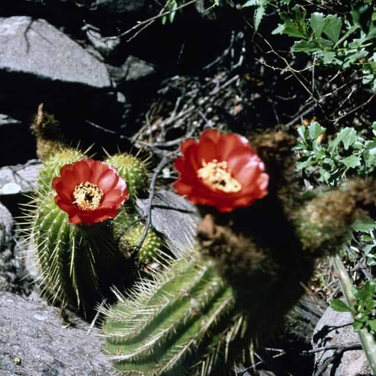 40 Trichocereus Varieties: Identification and Care Guide | Succulent Alley