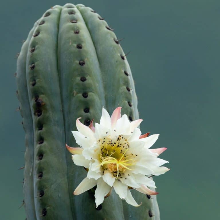 40 Trichocereus Varieties: Identification and Care Guide | Succulent Alley