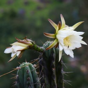 40 Trichocereus Varieties: Identification and Care Guide | Succulent Alley