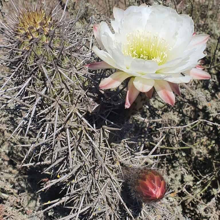 40 Trichocereus Varieties: Identification and Care Guide | Succulent Alley