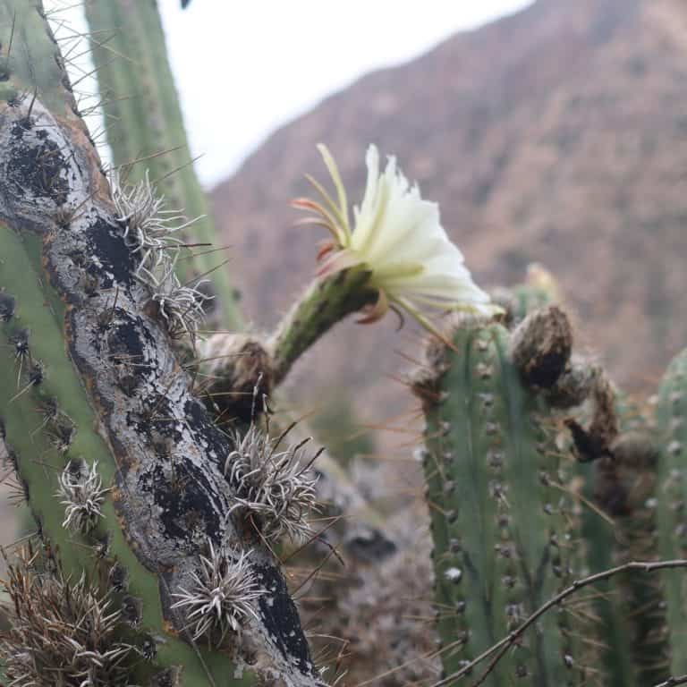 40 Trichocereus Varieties: Identification and Care Guide | Succulent Alley