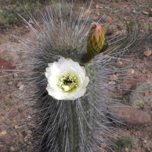40 Trichocereus Varieties: Identification and Care Guide | Succulent Alley