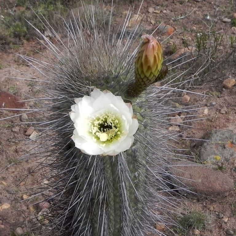 40 Trichocereus Varieties: Identification and Care Guide | Succulent Alley