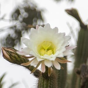 40 Trichocereus Varieties: Identification and Care Guide | Succulent Alley