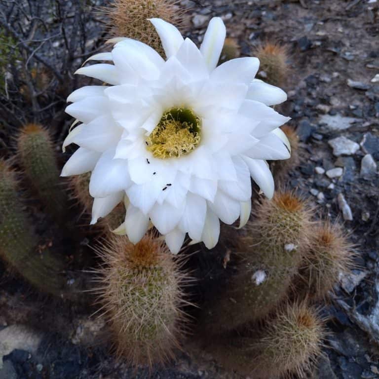40 Trichocereus Varieties: Identification and Care Guide | Succulent Alley