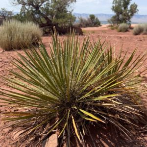 61 Yucca Plant Varieties: Identification and Care Guide | Succulent Alley