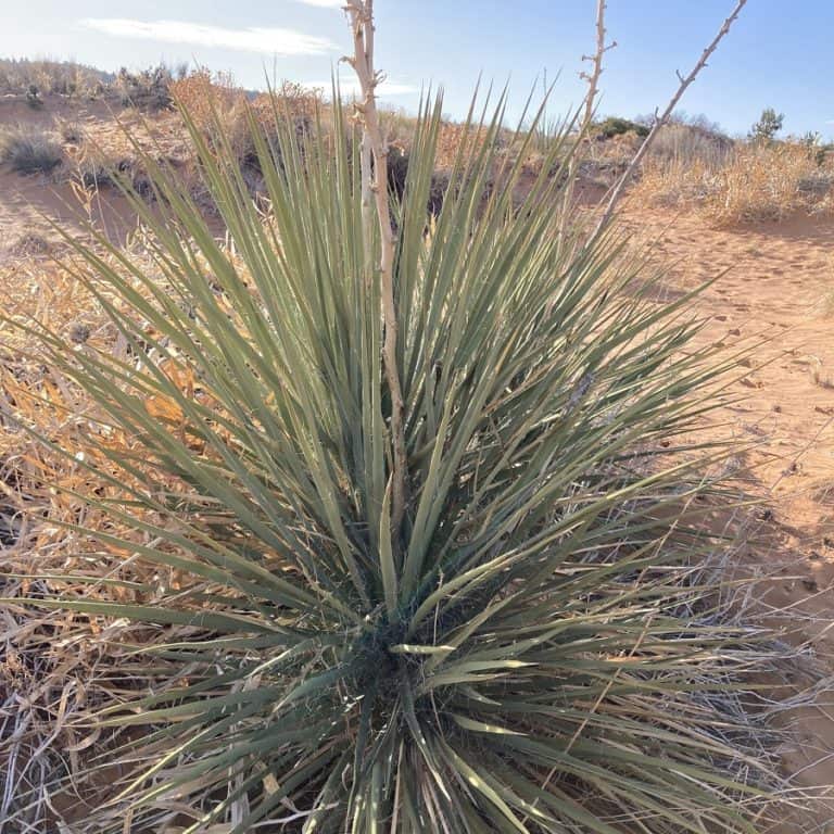 61 Yucca Plant Varieties: Identification and Care Guide | Succulent Alley