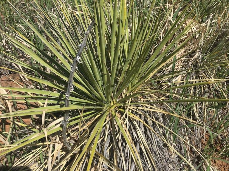 61 Yucca Plant Varieties: Identification and Care Guide | Succulent Alley