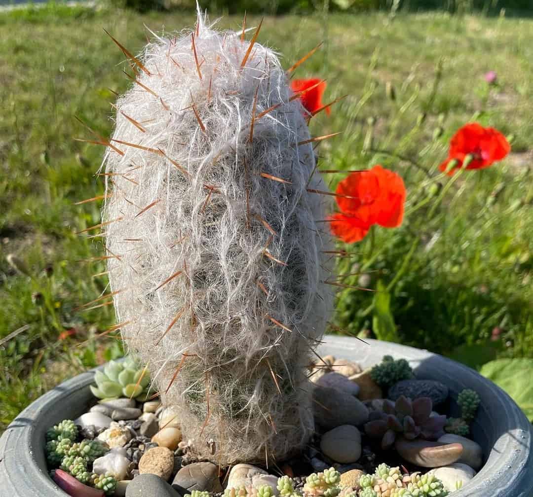 Oreocereus trollii: Characteristics and Care | Succulent Alley