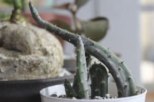 Senecio pendulus: Characteristics and Care | Succulent Alley