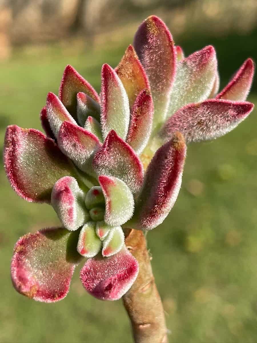 Aeonium vs. Echeveria: Key Differences Explained | Succulent Alley