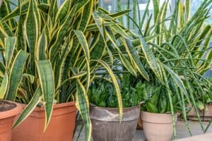 How to Revive a Drooping Snake Plant | Succulent Alley