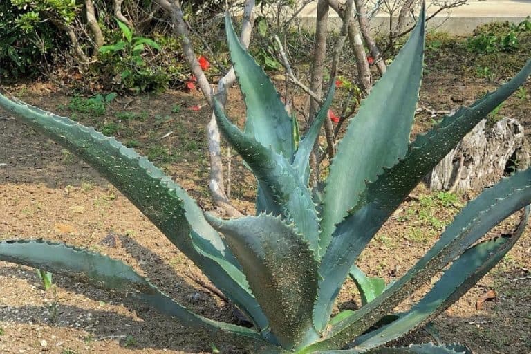 90 Types of Agave Plants With Names and Pictures | Succulent Alley