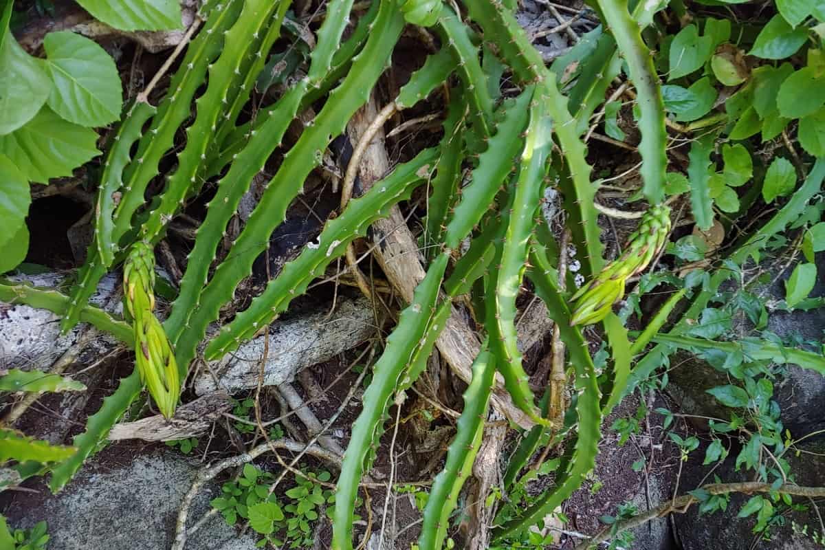 Hylocereus triangularis: Characteristics and Care | Succulent Alley