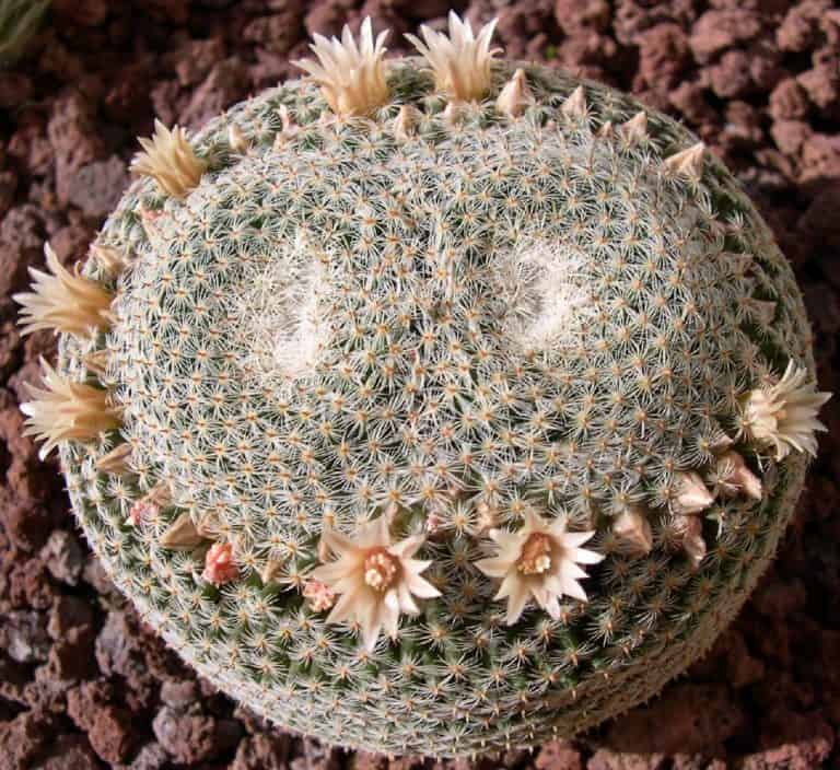 Mammillaria microthele: Characteristics and Care | Succulent Alley