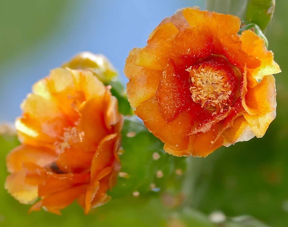 Opuntia falcata: Characteristics and Care | Succulent Alley