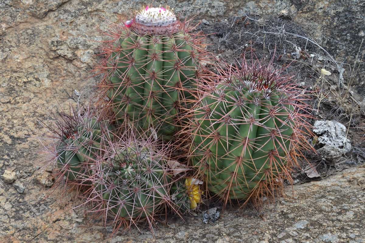 Melocactus deinacanthus: Characteristics and Care | Succulent Alley