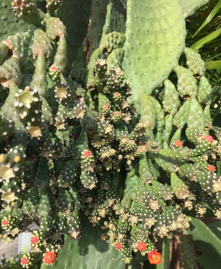Opuntia consolea: Characteristics and Care | Succulent Alley
