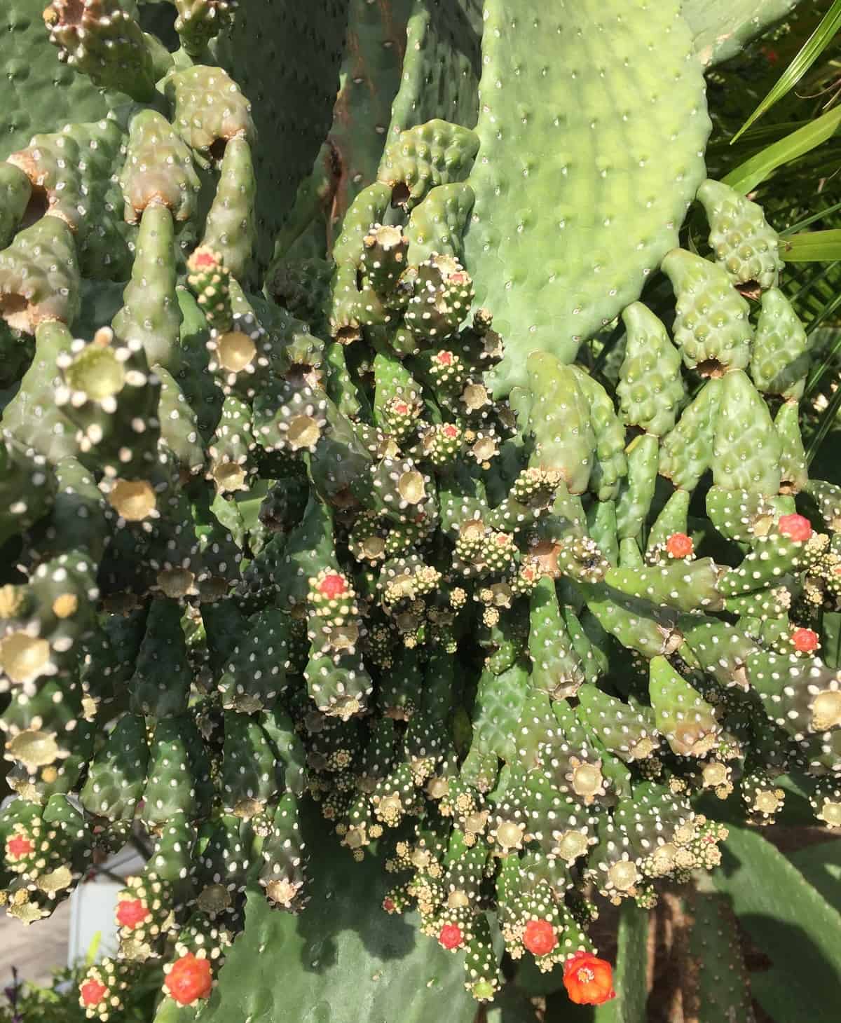 Opuntia consolea: Characteristics and Care | Succulent Alley