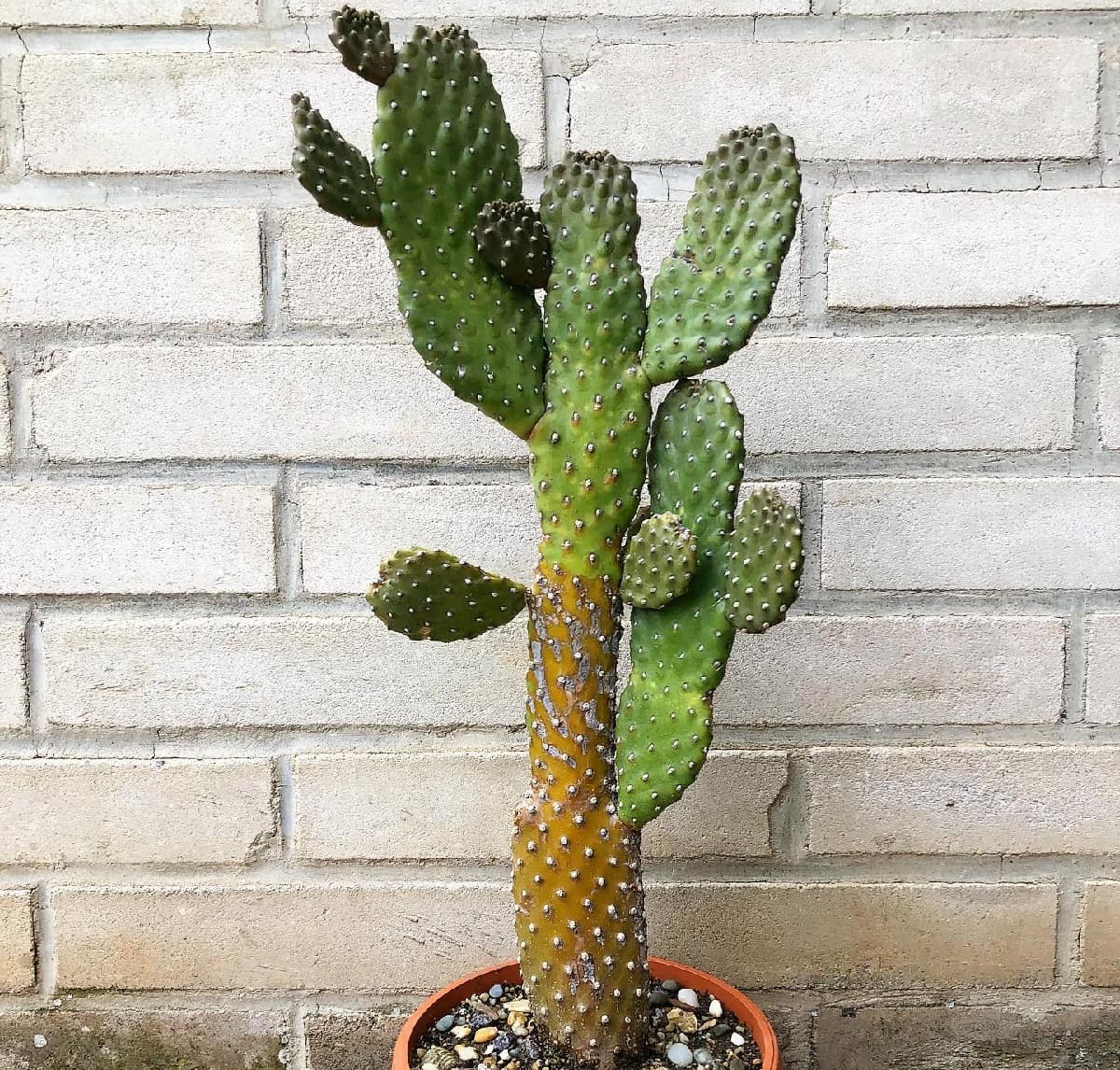 Opuntia consolea: Characteristics and Care | Succulent Alley