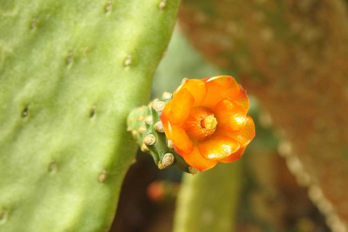 Opuntia consolea: Characteristics and Care | Succulent Alley