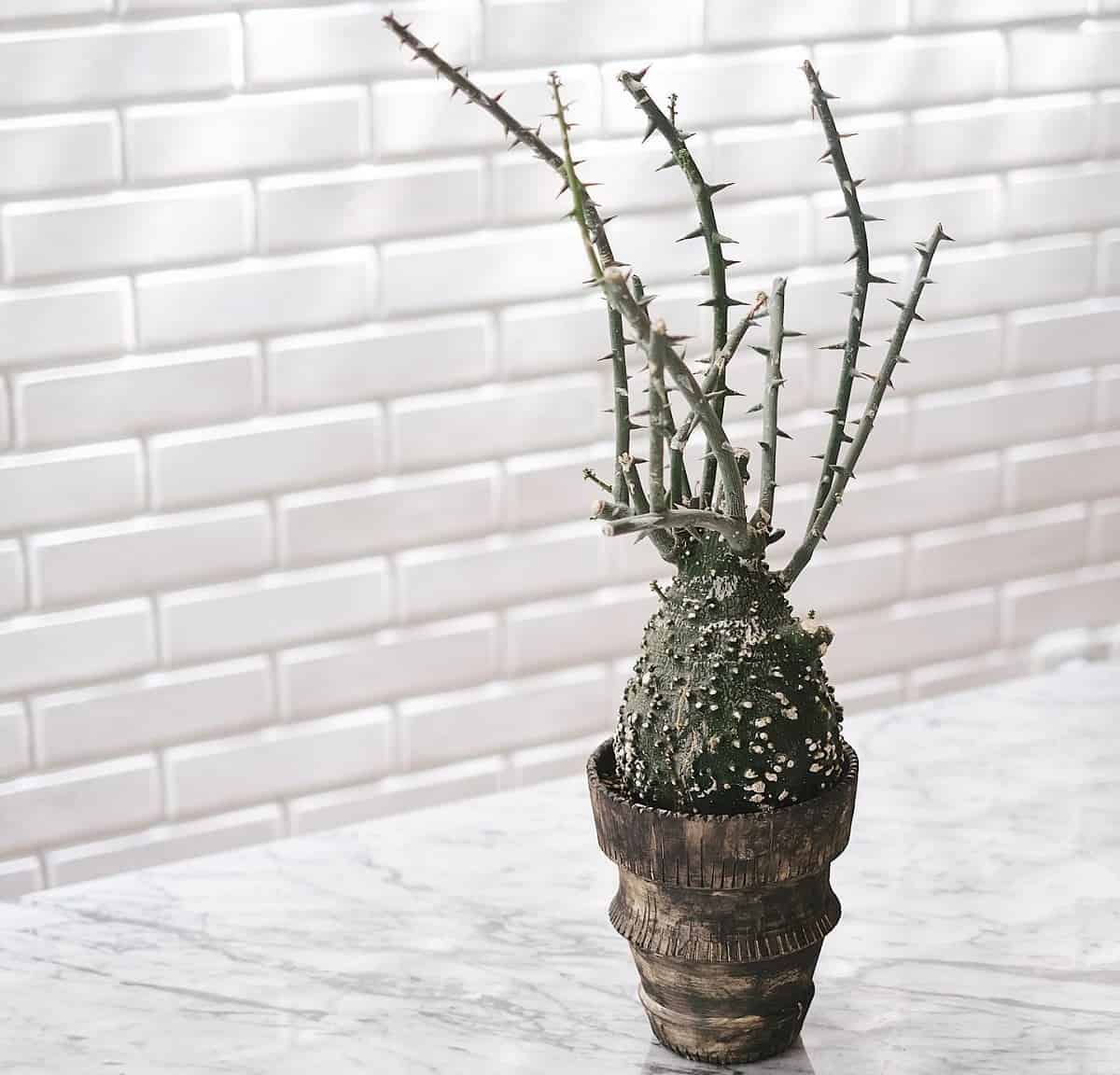 The Bizarre Adenia globosa: Nature's Strangest Plant? | Succulent Alley