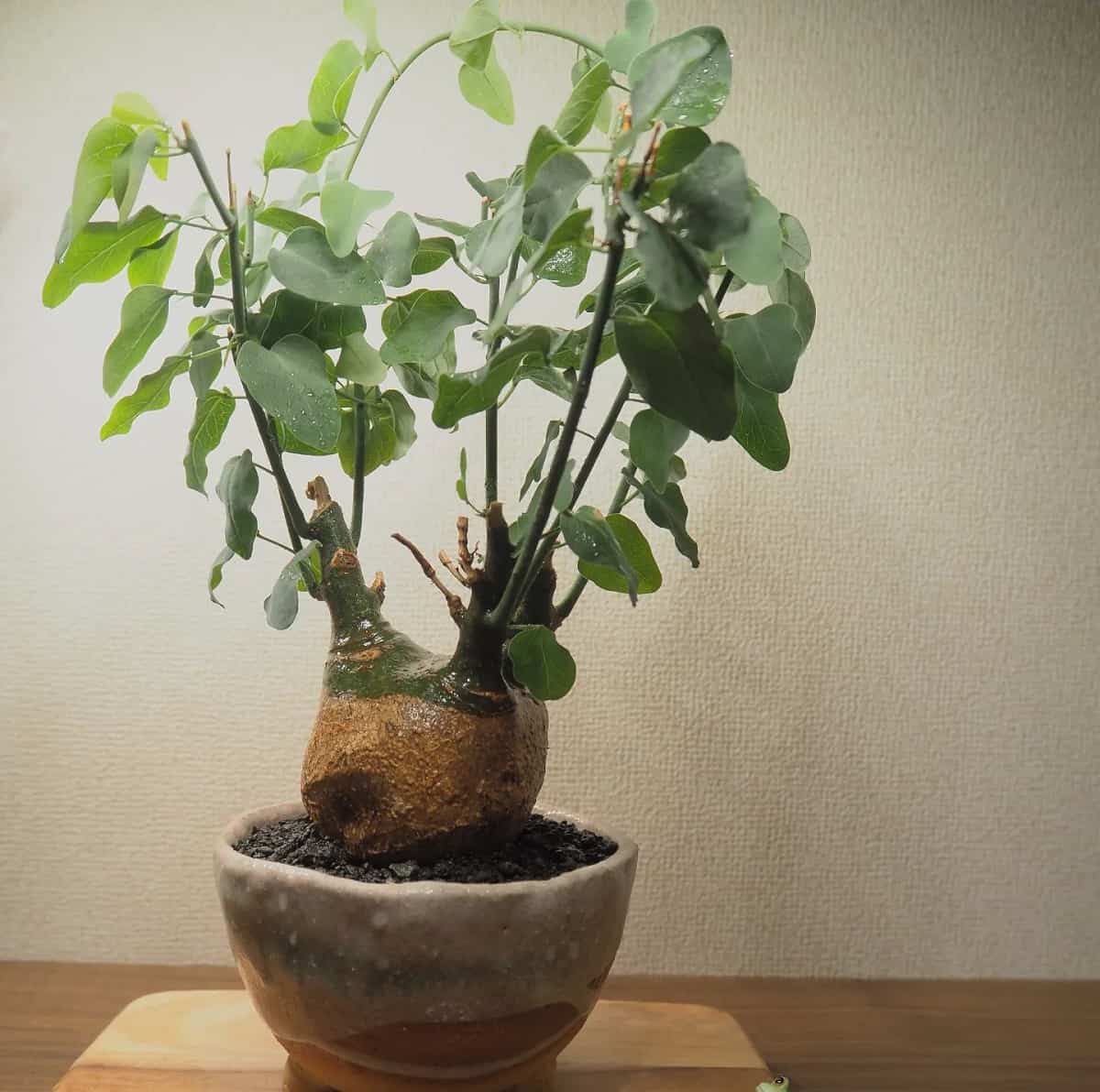 Adenia spinosa: A Spiny Shrub Like No Other | Succulent Alley