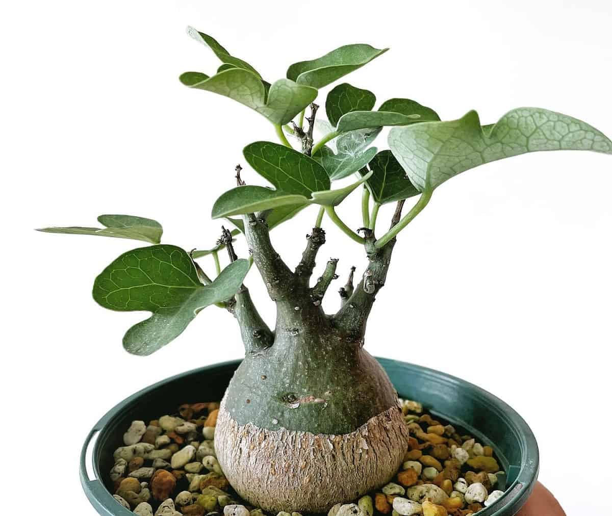 Adenia spinosa: A Spiny Shrub Like No Other | Succulent Alley