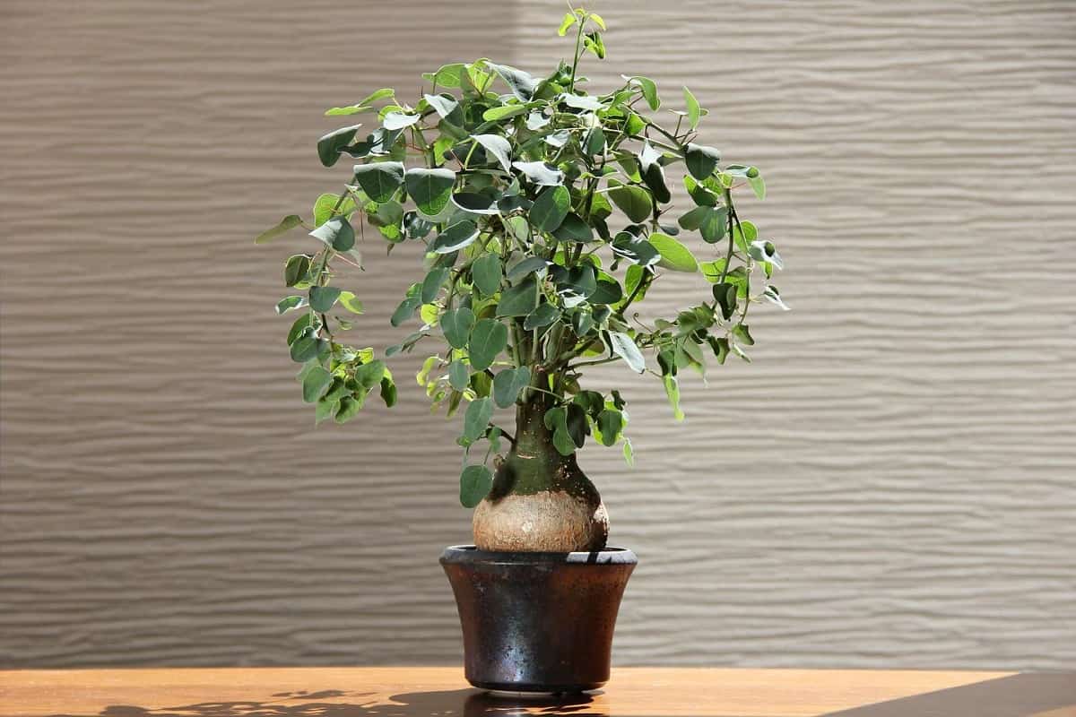 Adenia spinosa: A Spiny Shrub Like No Other | Succulent Alley