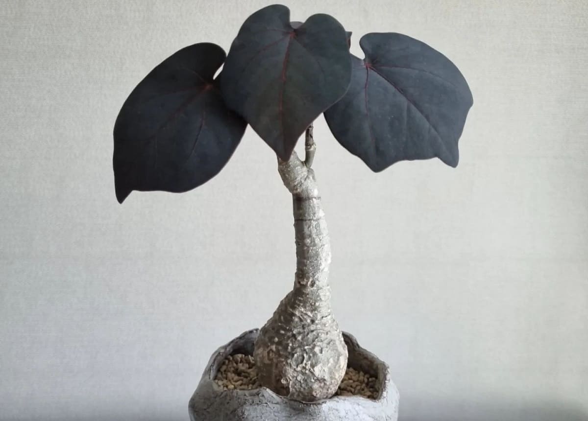 Adenia stylosa: The Twisted Beauty from Madagascar | Succulent Alley