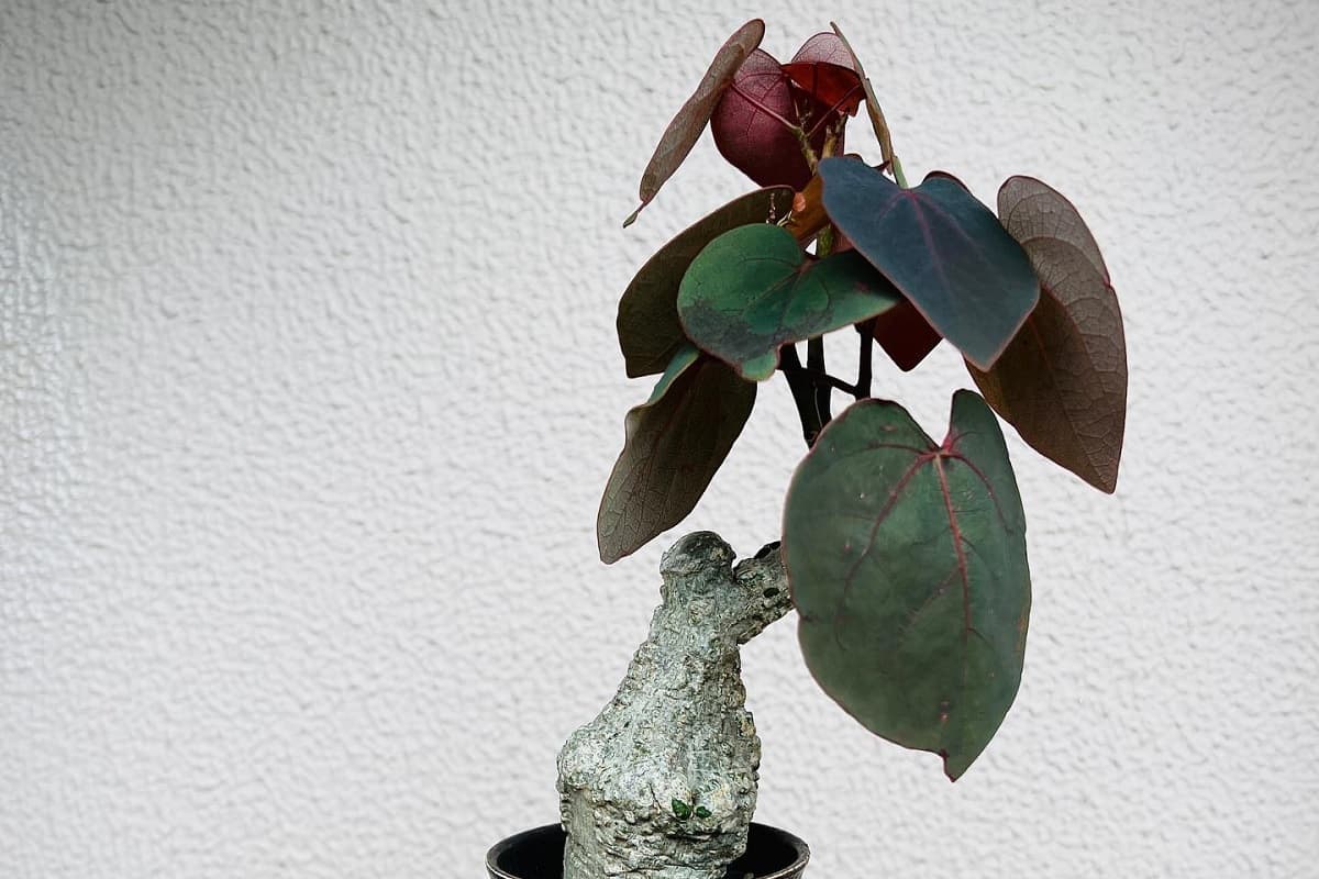 Adenia stylosa: The Twisted Beauty from Madagascar | Succulent Alley