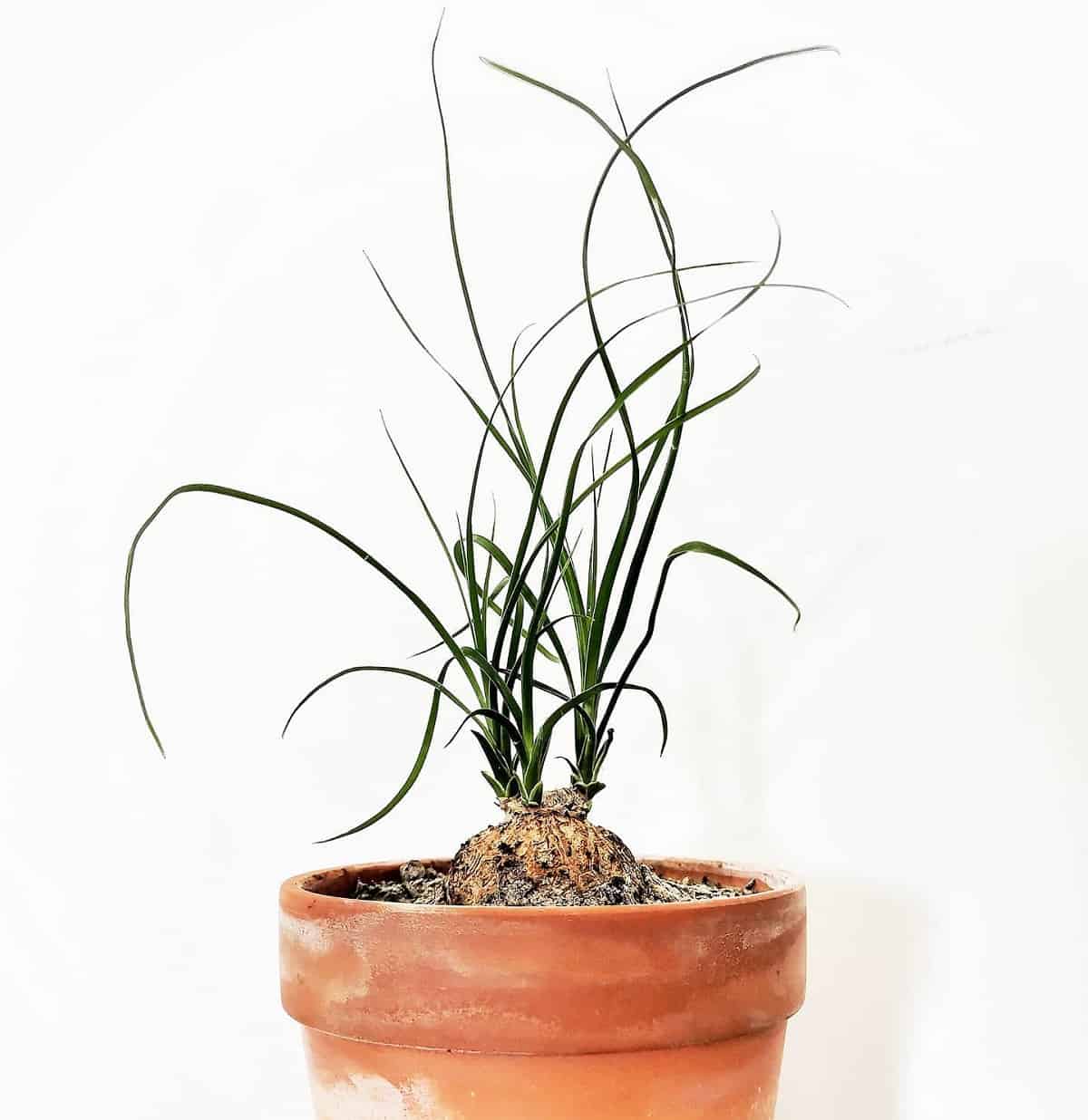 A Guide to Growing the Remarkable Albuca Augrabies Hills Indoors ...