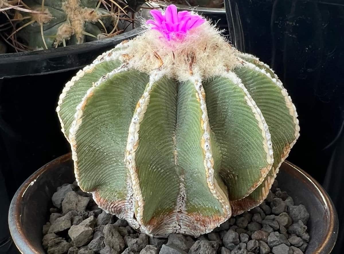 Aztekium hintonii: Characteristics and Care | Succulent Alley