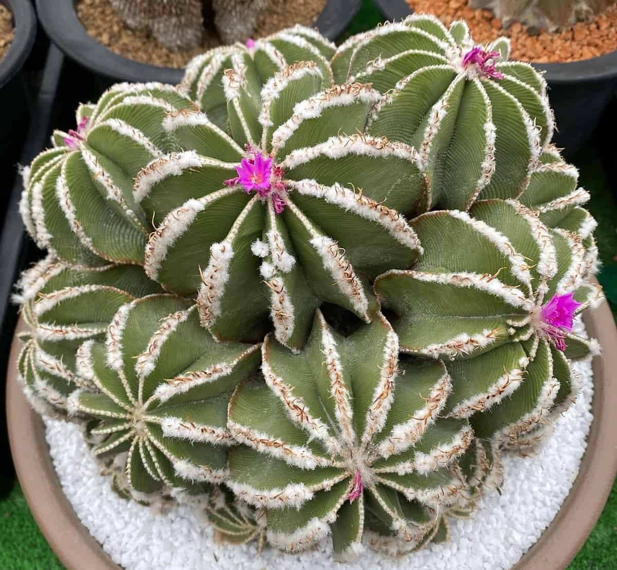 Aztekium hintonii: Characteristics and Care | Succulent Alley