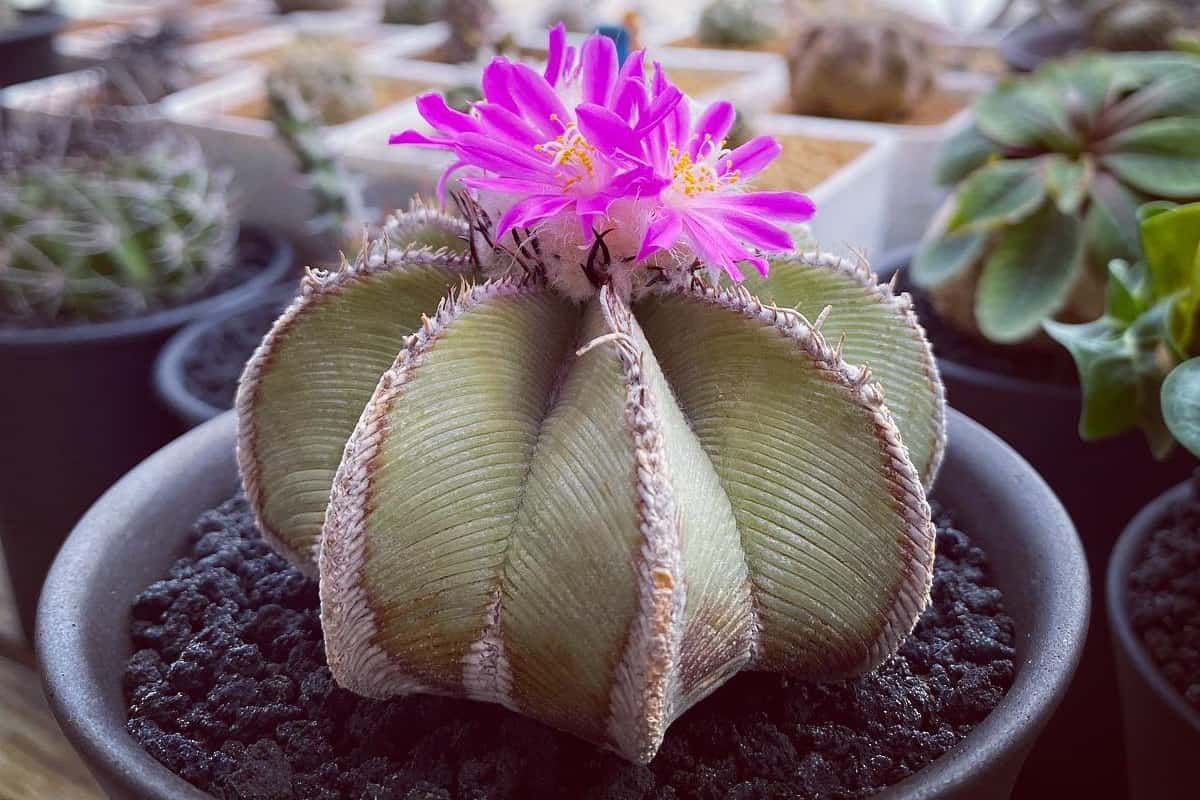 Aztekium hintonii: Characteristics and Care | Succulent Alley