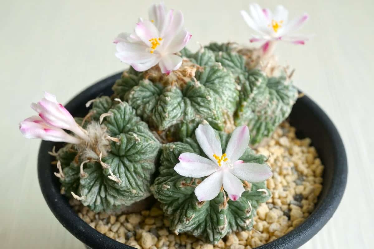 You Won't Believe How Rare This Aztekium ritteri Really Is! | Succulent ...