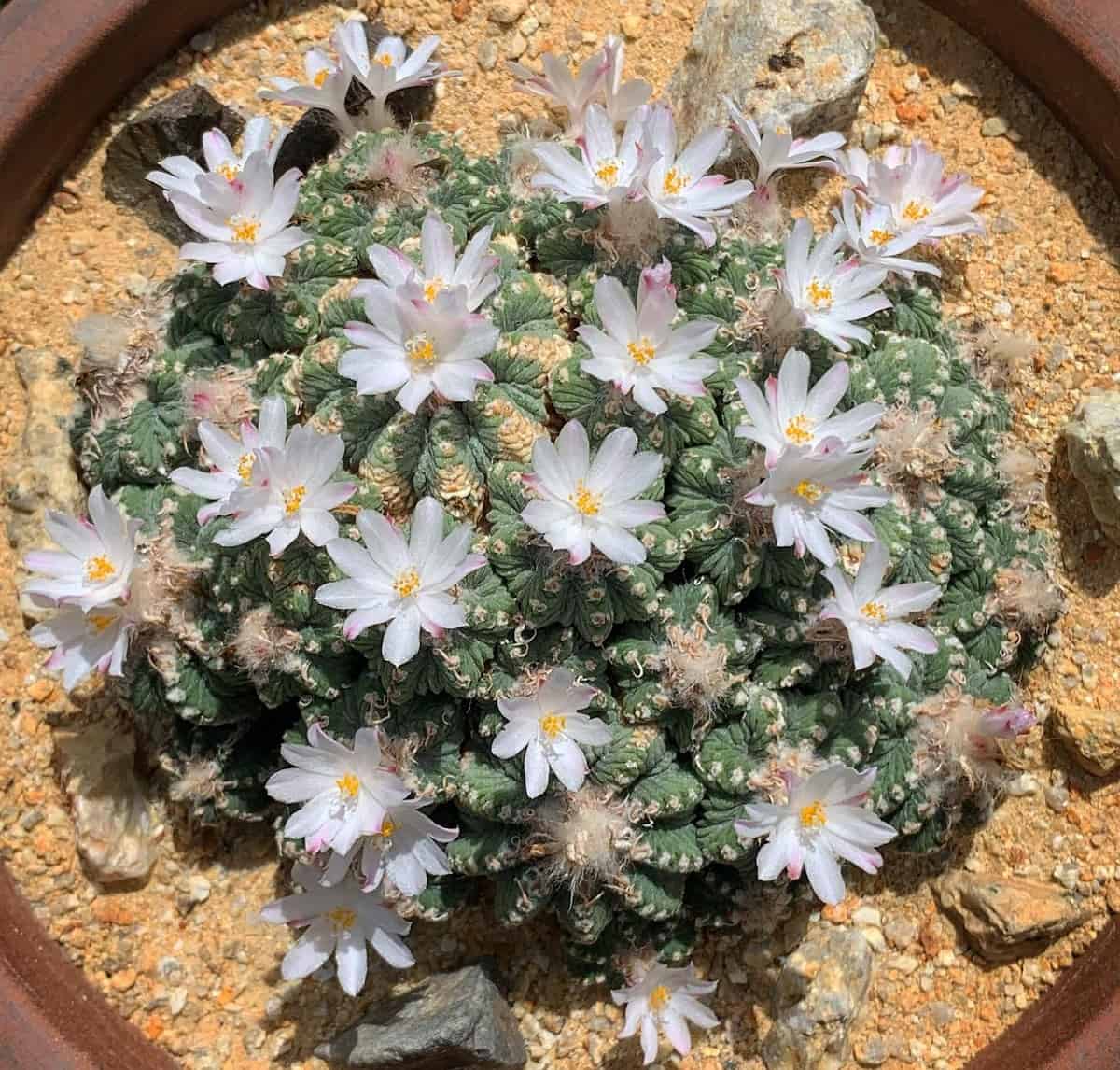 You Won't Believe How Rare This Aztekium ritteri Really Is! | Succulent ...