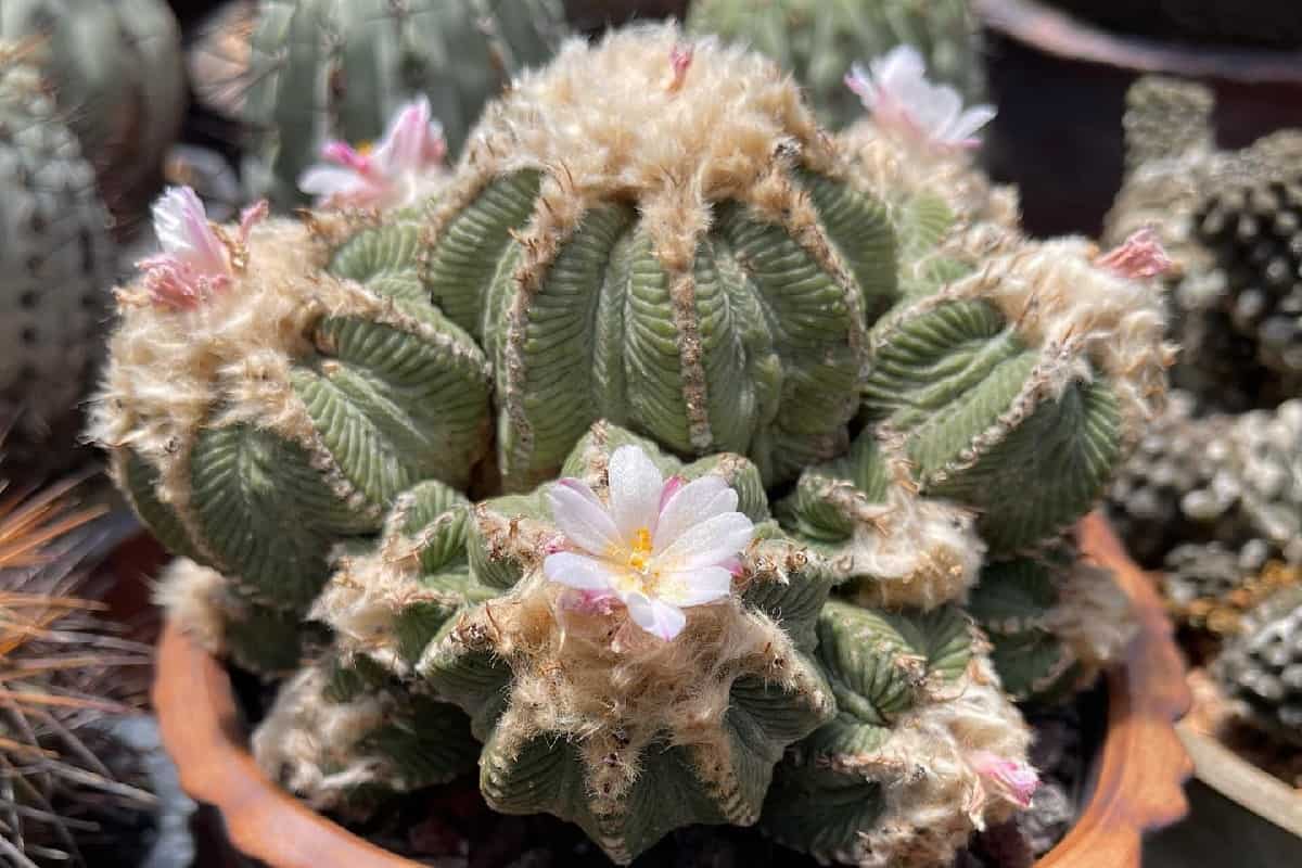 You Won't Believe How Rare This Aztekium ritteri Really Is! | Succulent ...
