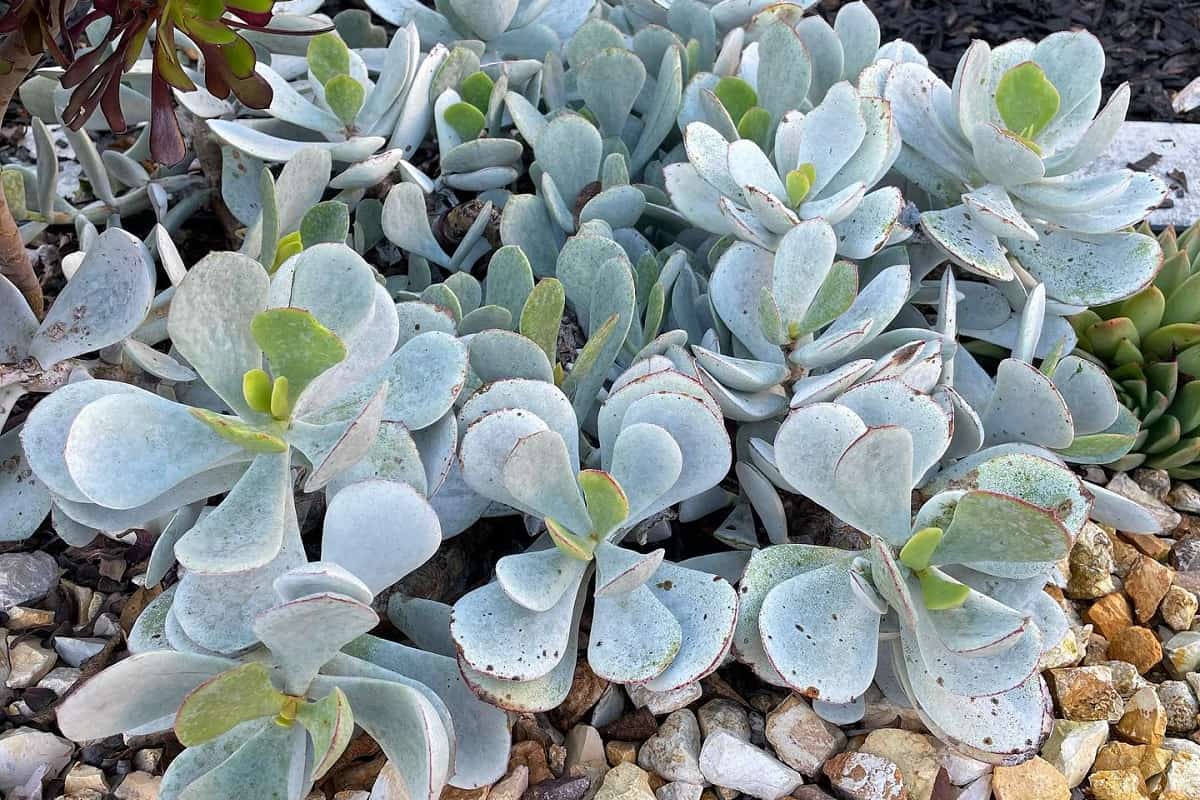 Cotyledon Silver Storm: A Radiant Addition to Your Succulent Collection ...