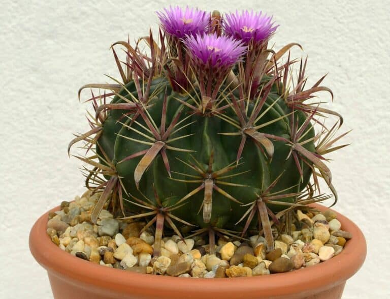 Devilishly Beautiful: Mastering Ferocactus latispinus (Devil's Tongue ...