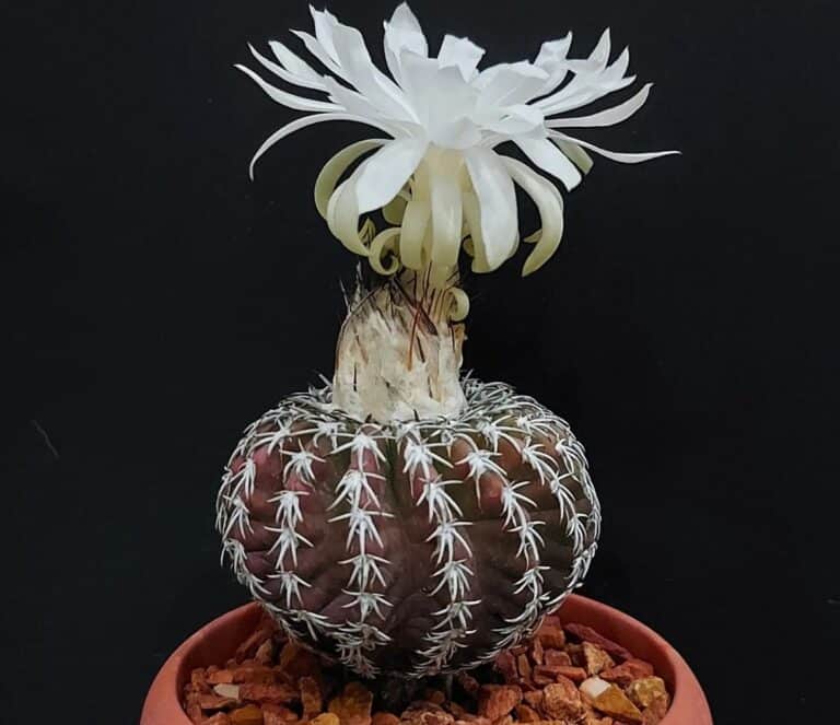 Discocactus horstii: The Funky Cactus That's Taking Over Instagram ...