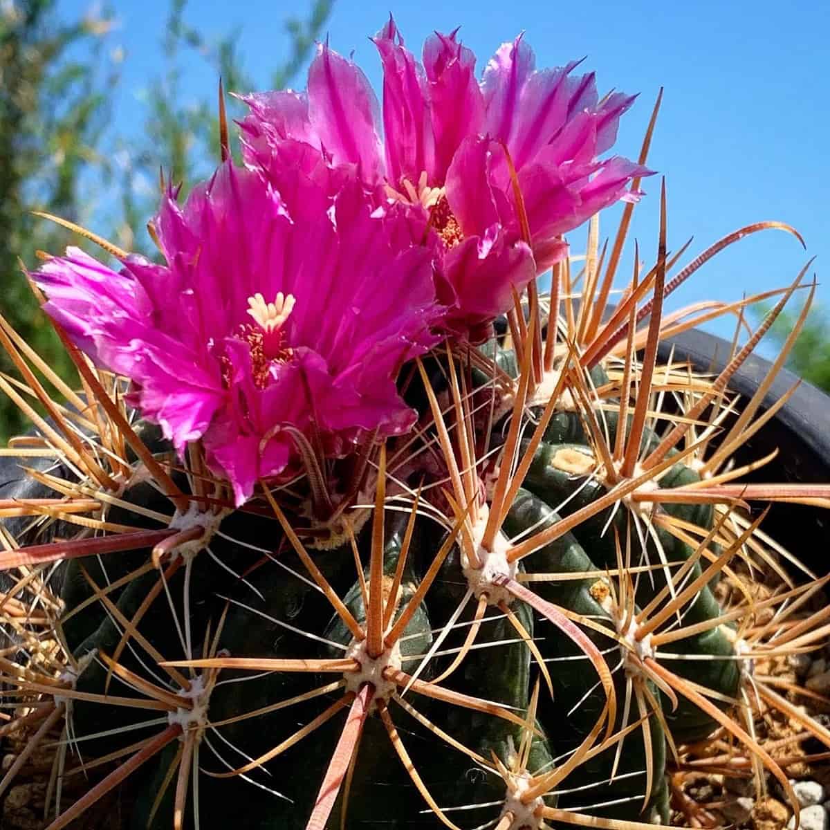 Ferocactus fordii: A Pint-Sized Cactus with Massive Presence ...