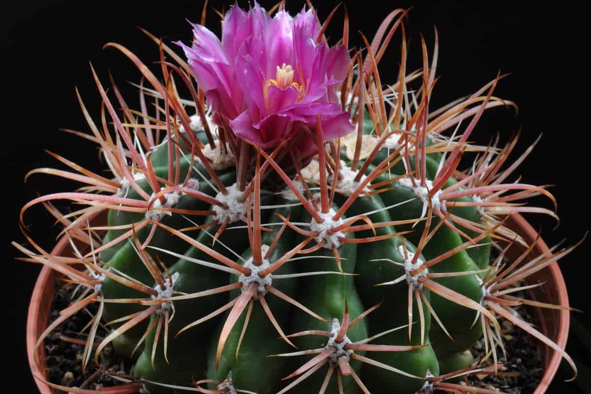 Ferocactus fordii: A Pint-Sized Cactus with Massive Presence ...