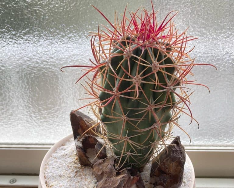 Secrets of the Fire Barrel Cactus: Ferocactus gracilis Care Revealed ...