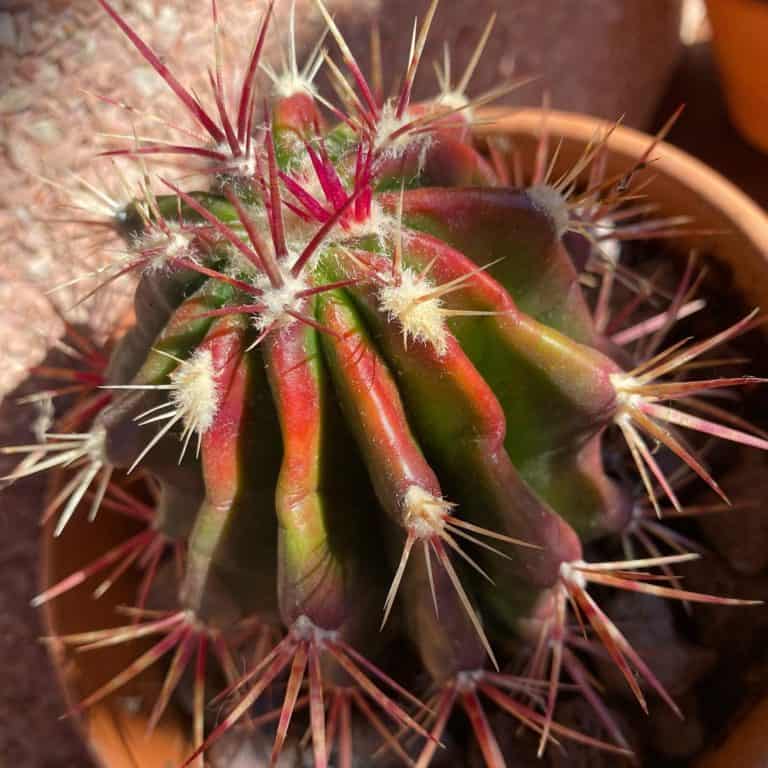 Ferocactus haematacanthus: The Firecracker of the Cactus World ...